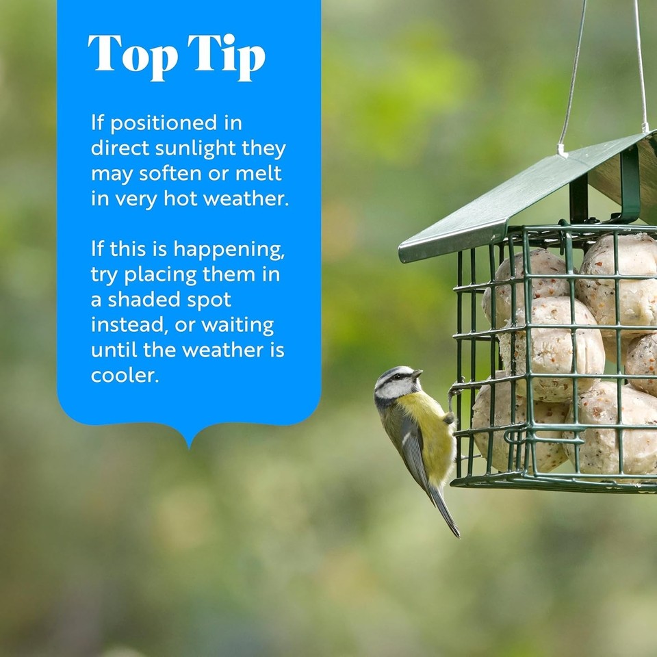RSPB Fat Balls for Wild Birds High Energy Food Suet Balls for Wild ...