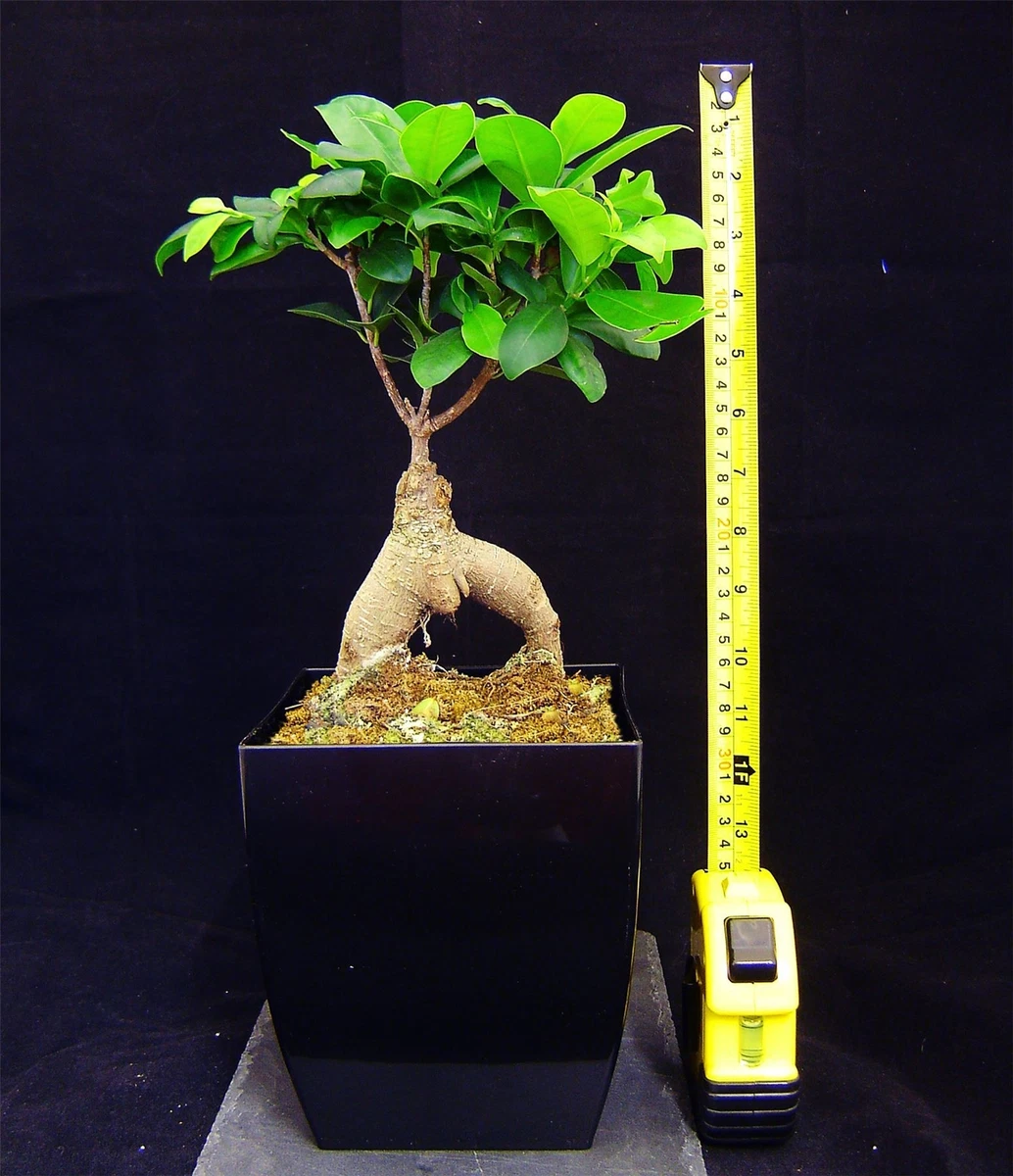 Ginseng Ficus Bonsai Shaping
