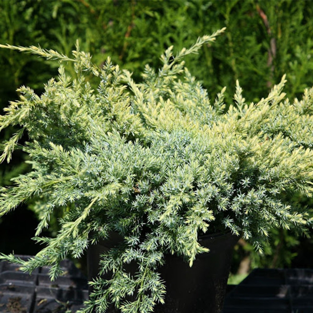 Juniperus Squamata Holger