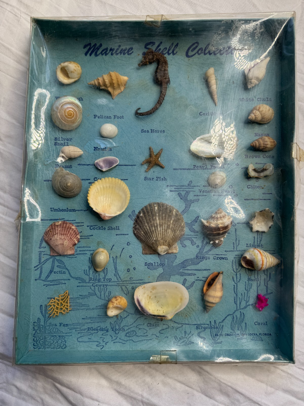 Vintage Beachcomber Shell & Shell & Marine Specimen Collection Display ...