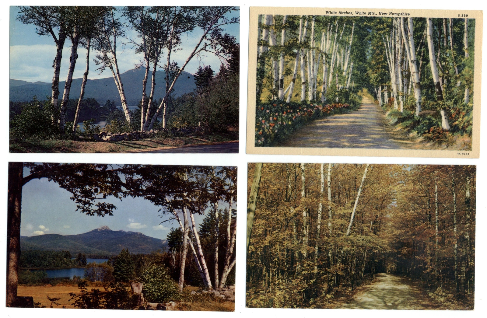 LOT OF 4 ~ White Birch trees ~ New Hampshire ~ postcards sku709 | eBay