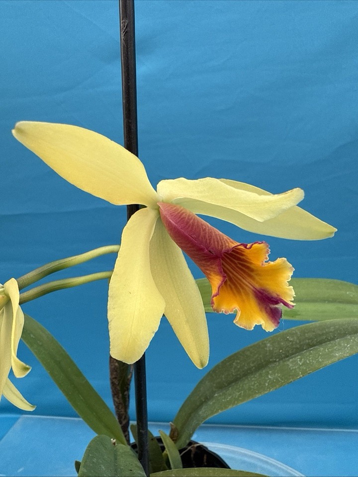 Cattleya Aurora 1905 (dowiana X luteola) Fragrant Yellow Red Orchid 4.5” Pot | eBay