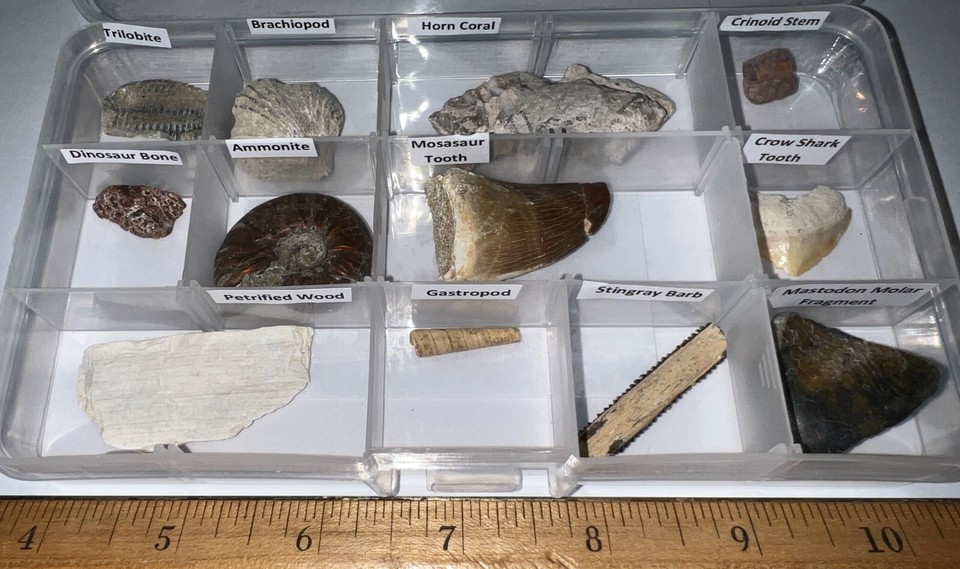 Labeled 12 REAL Fossil Lot Collection MOSASAUR, DINOSAUR, ICE AGE ...