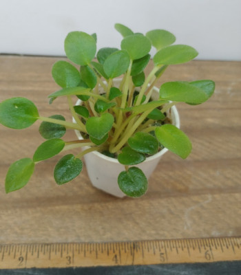African Violet Plant -- Dainty Dynamo ~ mini trailer ~ | eBay