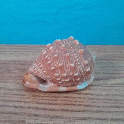 BIG ORANGE STRIPED BULLS MOUTH HELMUT CONCH SEA SHELL | eBay