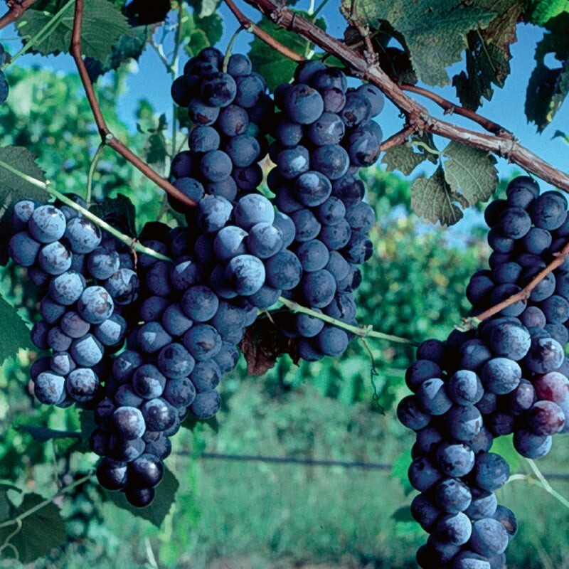 25 Purple CONCORD GRAPE Fruit Vine Vitis Labrusca Seeds | eBay