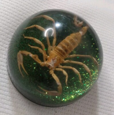 Scorpion Paperweight Lucite Acrylic glitter | eBay