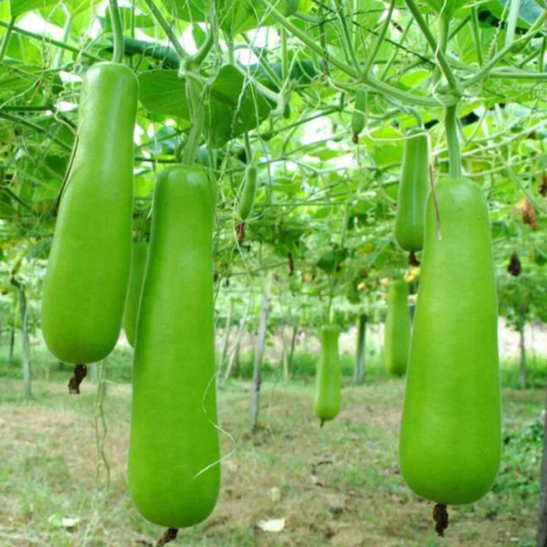 35pcs Long Bottle Gourd Seeds - Non-GMO Calabash Gourd Seeds for ...