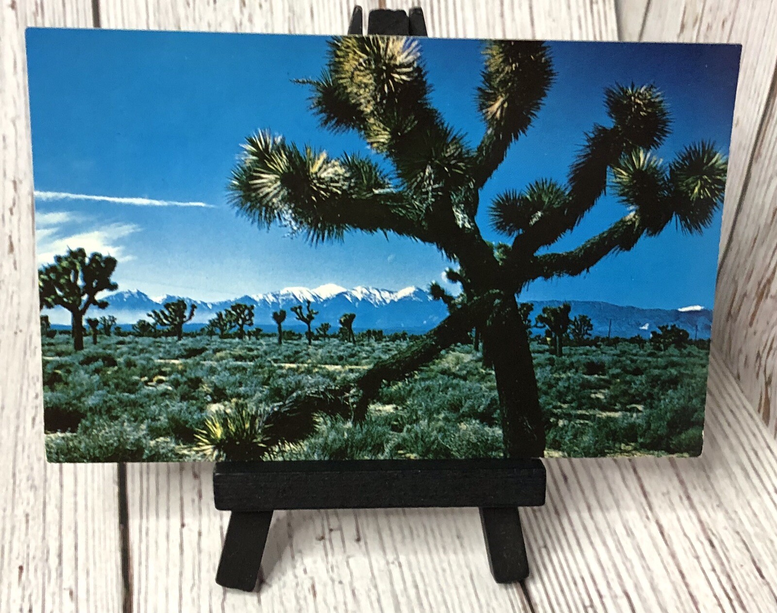 Joshua Trees Of The Southwest California Vintage Postcard | eBay