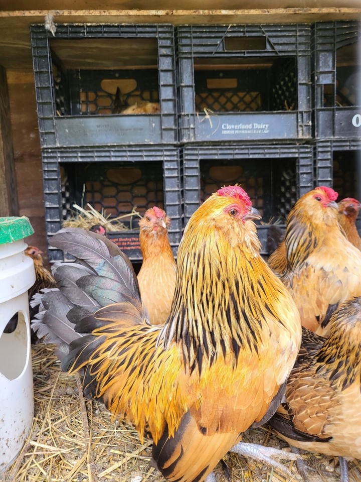 Quail D’anver bearded bantam fertilized eggs 6 eggs | eBay