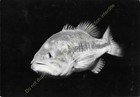RPPC Photo Fish Pescado Black-Bass Micropterus Salmoides | eBay