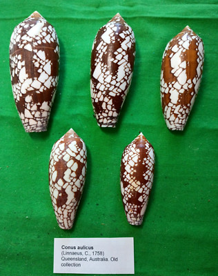 Conus aulicus #M0884 Australia 69-99mm | eBay