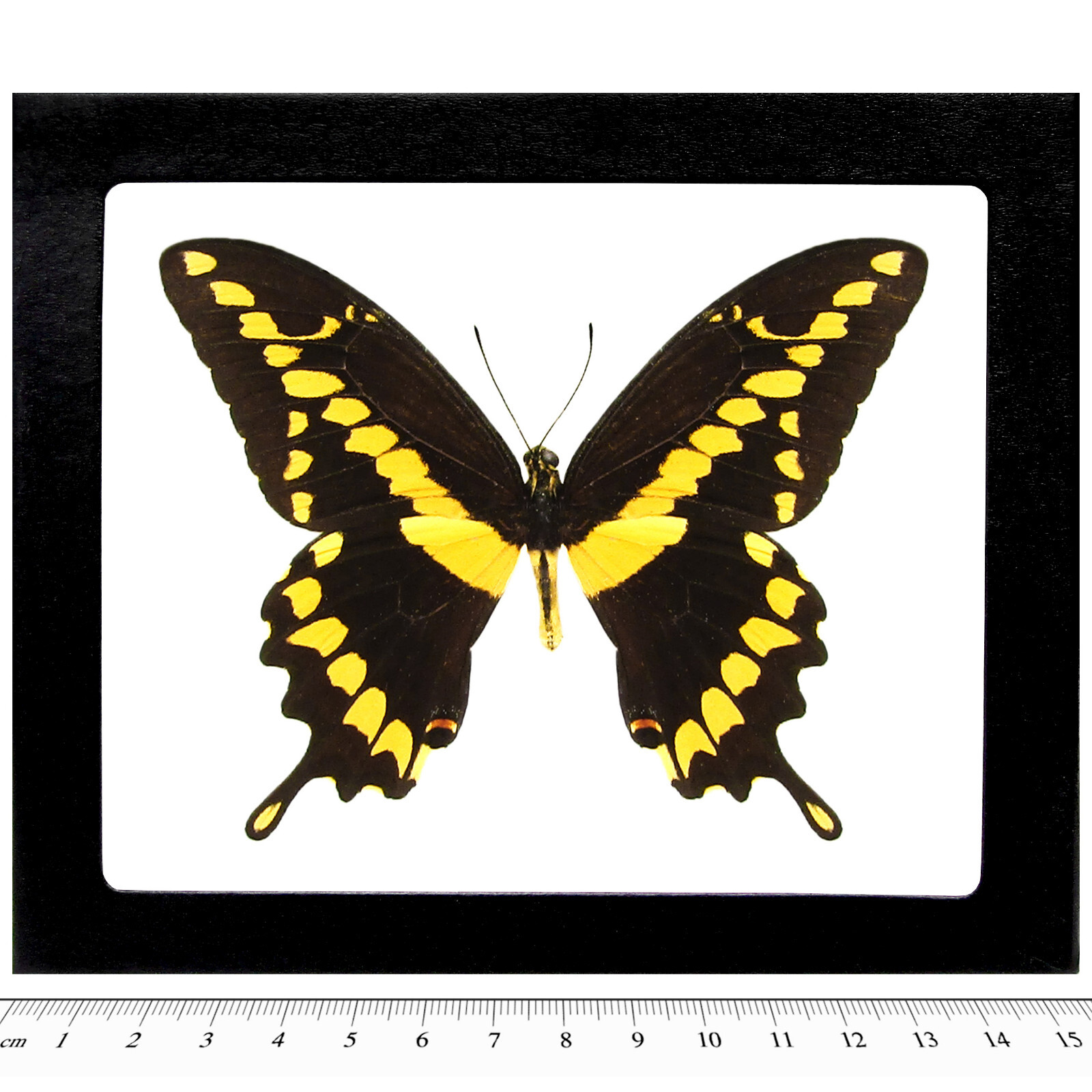 Papilio cresphontes REAL Recto AZ GIANT SWALLOWTAIL FRAMED BUTTERFLY ...