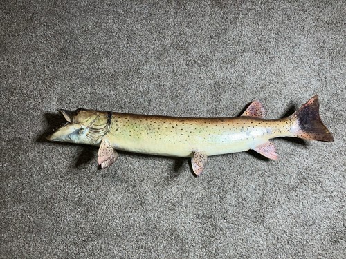 Gigantic Monster 47” Vintage Authentic Northern Pike Taxidermy Michigan ...