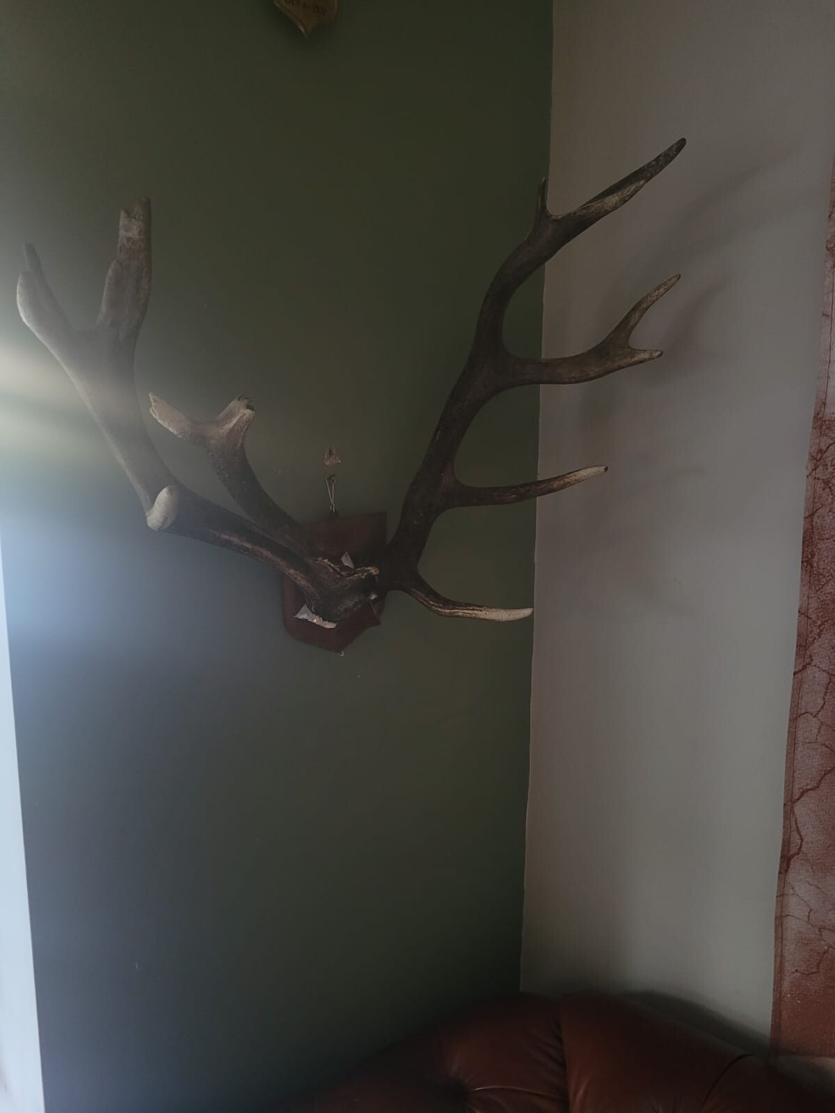 Unusual Taxidermy Stag Deer Antlers Horns Skull Malformed Deformed ...