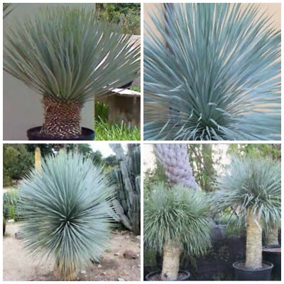 30 semi di Yucca rostrata, piante succulente,seed succulents | eBay
