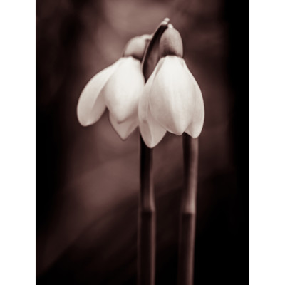 Two Snowdrops Photograph Unframed Wall Art Print Poster Home Decor ...