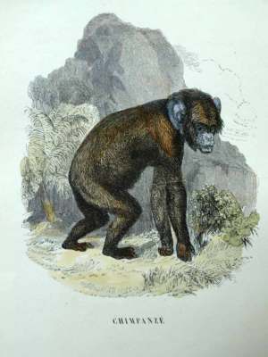 Gravure originale ancienne de 1842 SINGE PRIMATE ANTHROPOIDE CHIMPANZE ...