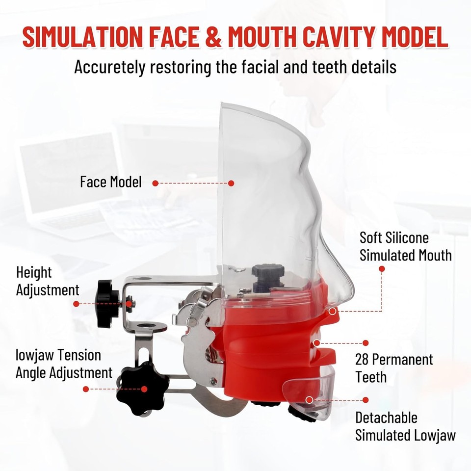 Dental Simulator Dental Mannequin Dental Head Model Dental Teeth ...