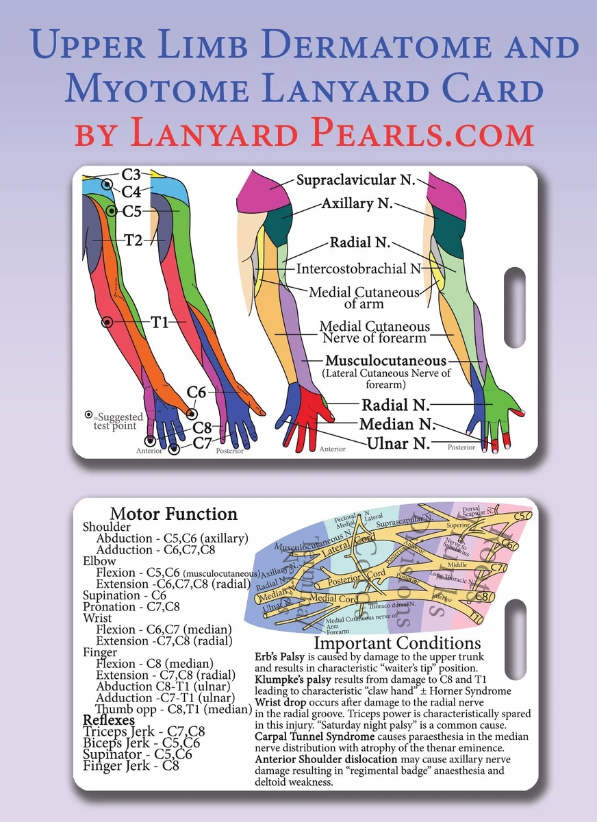 Myotomes And Dermatomes Chart