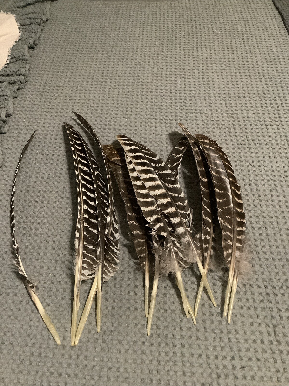 12 wild turkey wing feathers | eBay