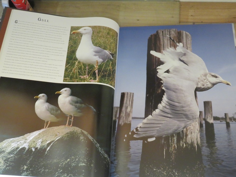 ANTIQUARIAN ,BIRDS OF THE WORLD by PATRICK HOOK , MASSIVE BOOK | eBay