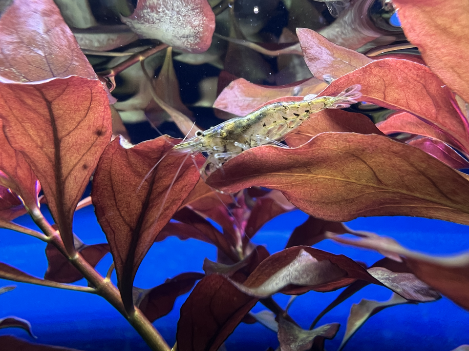 5+2 (wild type) Cull Cherry Shrimp Home Bred Breeder Live | eBay