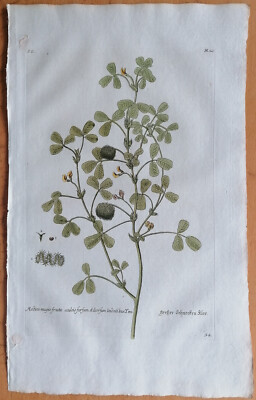 Medica magno frucht. Large Botanical Print Knorr Thesaurus - 1789 | eBay