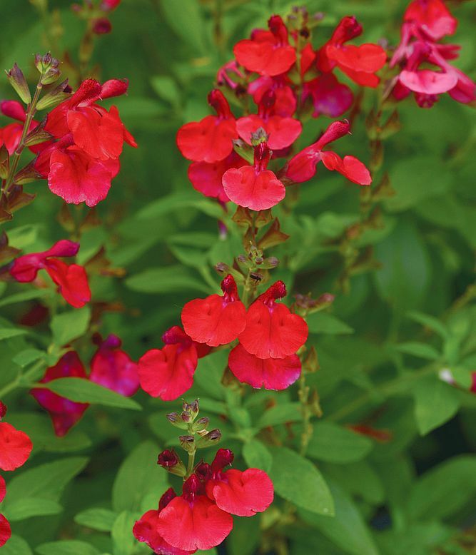 Salvia Greggii Lipstick