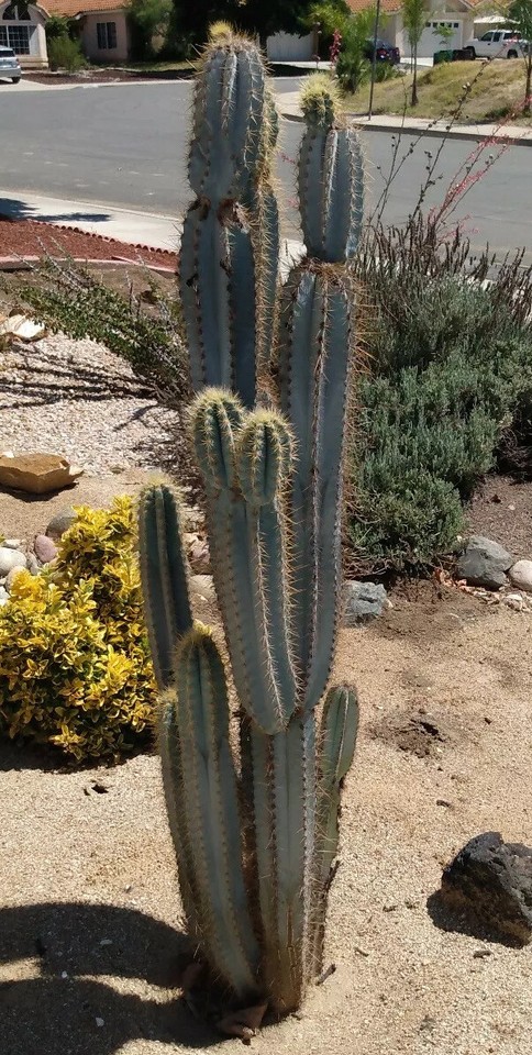 Pilocereus azureus “Blue Torch” Cactus 4 Inch Live Cutting | eBay