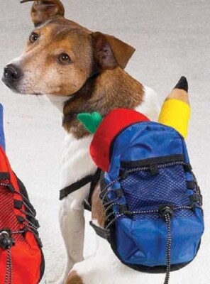 Casual Canine Back-To-School Pup Packs in Blue Large | eBay
