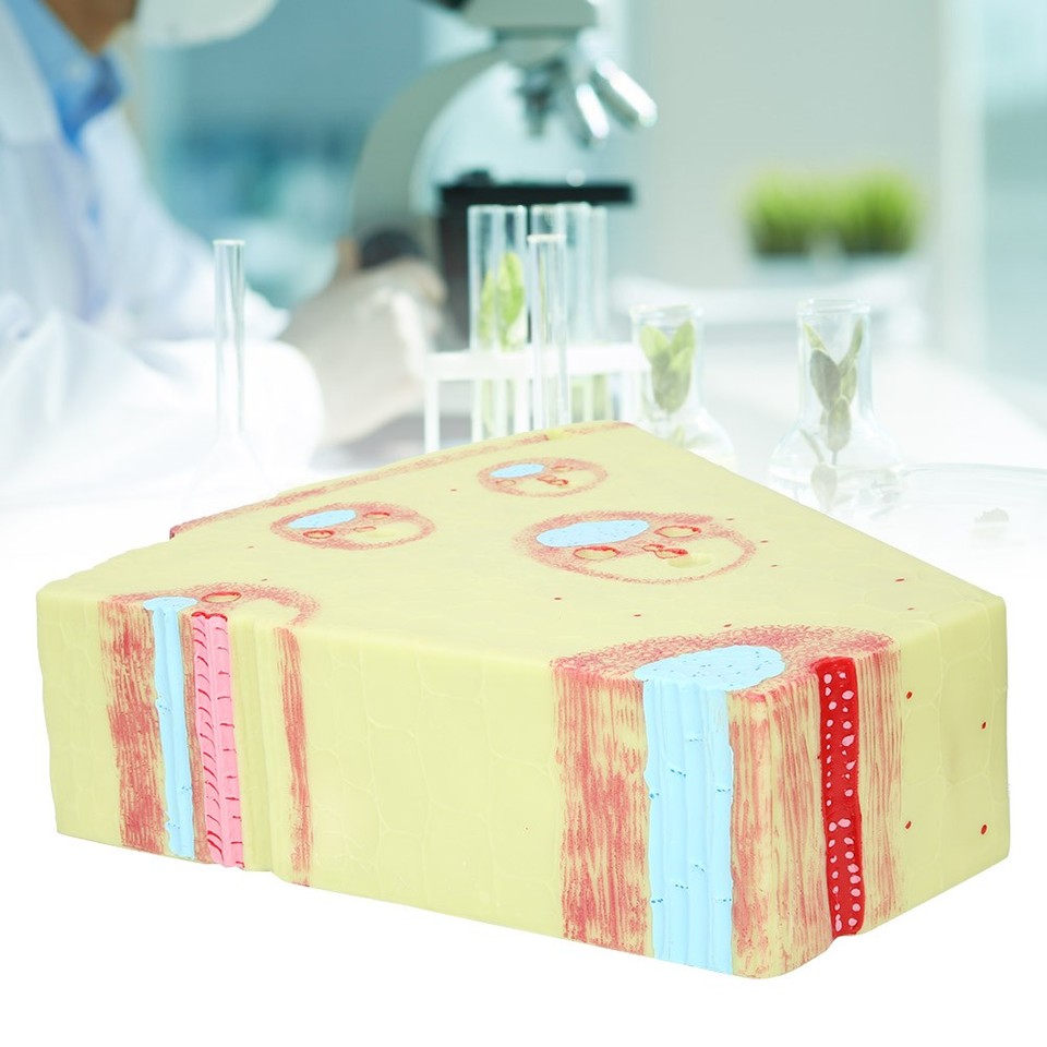 Stem Model Of Monocotyledons Biology Educational Teaching Model HOT ...