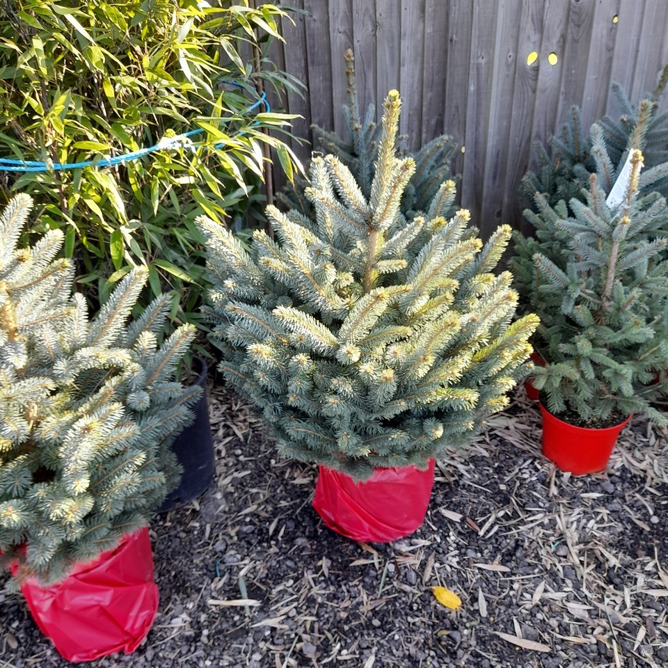 Picea pungens 'Super Blue' Christmas Tree potted 80-90cm live tree 10L ...
