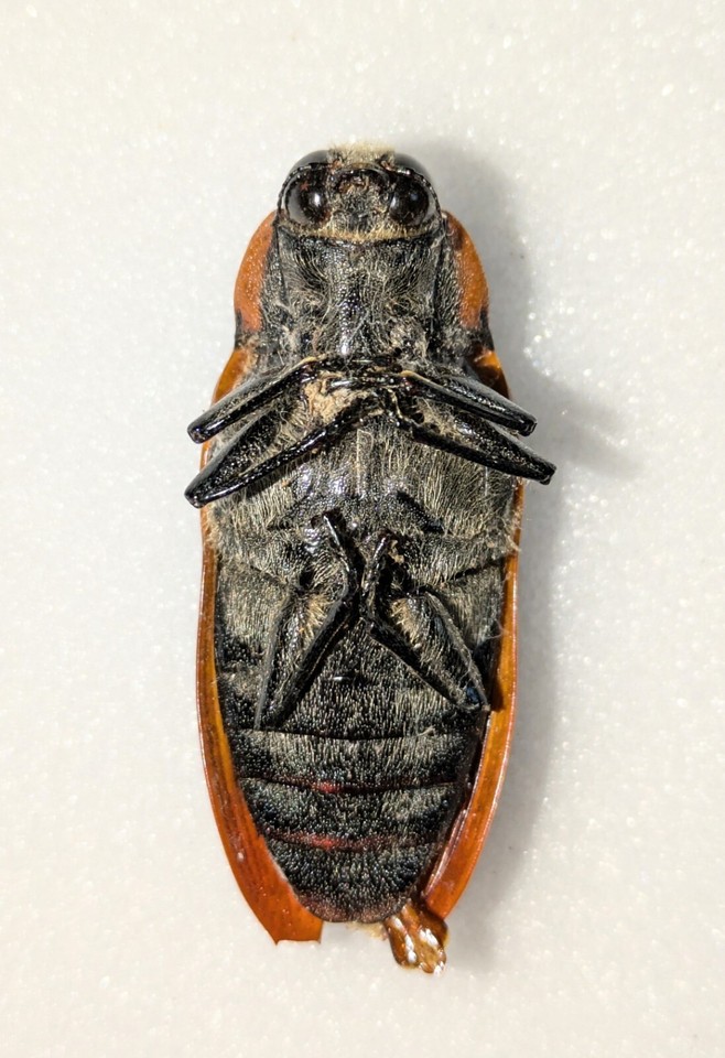 Temognatha aquilonia, 35mm Male, very scarce jewel beetle from ...