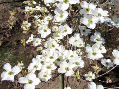 Cornus florida (10 graines/seeds) | eBay