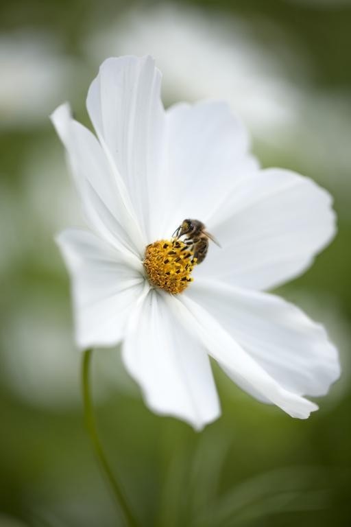 Cosmos plug plants X12 FREE Delivery preorder end of march 6 different ...