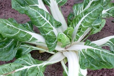 Swiss Chard Large White Ribbed Seeds 50 Ct Heirloom NON-GMO USA FREE ...