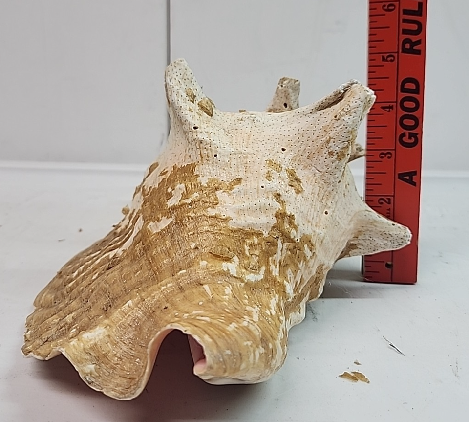 Large Horned Queen Helmet Conch Shell Seashell 9"x 7" Beach House Decor ...
