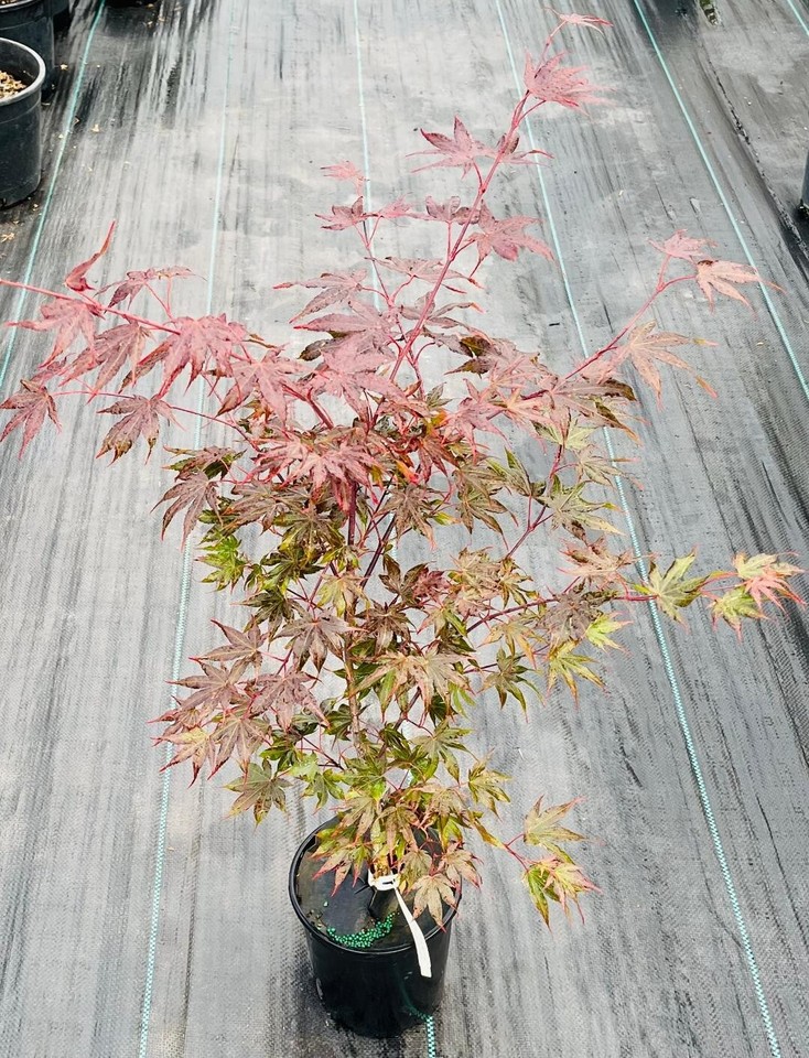 Acer palmatum 'Rhode Island Red' (Rhode Island Red Japanese Maple) | eBay