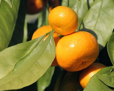 Pure and Natural Mandarin Essential Oil Top Quality 500 ml | eBay