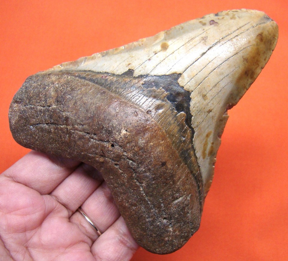 MEGALODON SHARK TOOTH - REAL FOSSIL 4.45” - SHARK TEETH MEG - NO ...