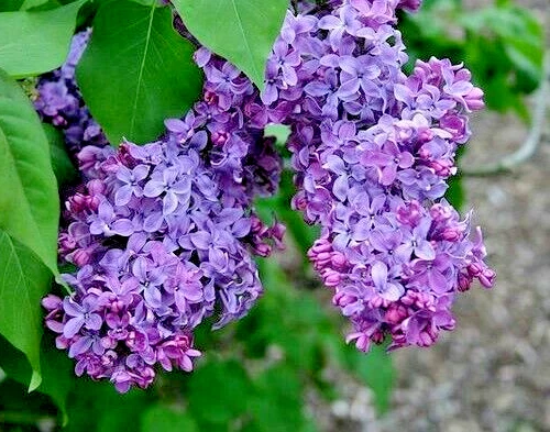 Common Purple Lilac Information