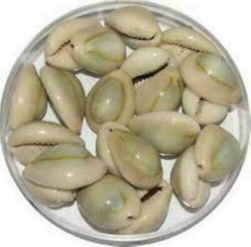 White Kawri Cowrie Kowri Shells Kawdi Kaudi For Wealth And Prosperity ...