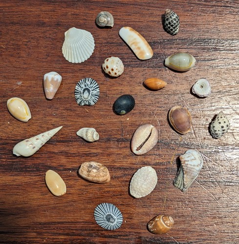 small lot of HAWAIIAN sea shells MIXED | eBay