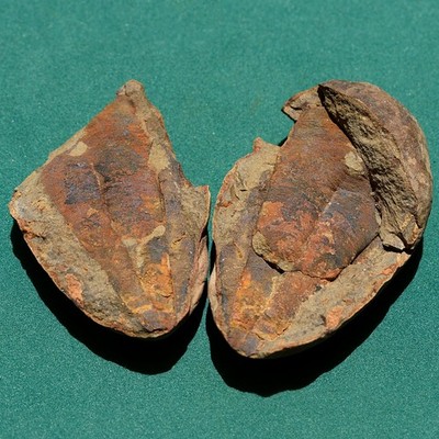 Rare Conulariid Fossil – Devonian Conularia – Bolivia Paleozoic ...