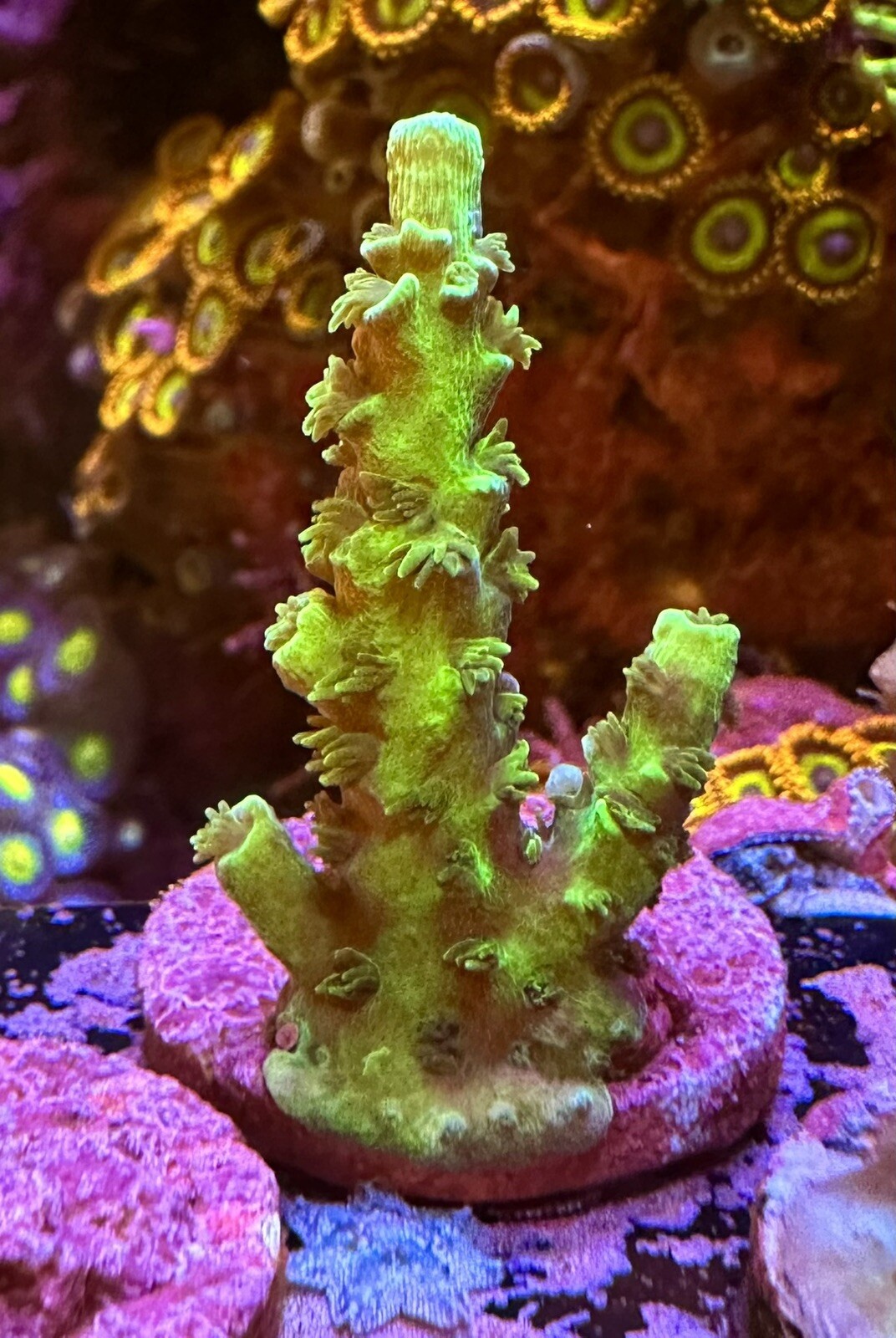 JF Homewrecker WYSIWYG 2 Inch Frag Multi Branch Acropora Sps Acro ...