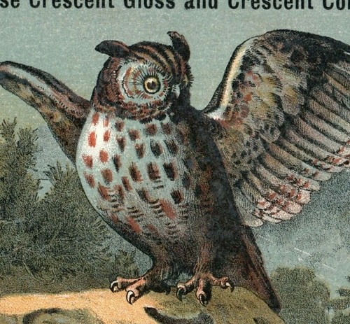 1880s Crescent Corn Starch Long Eared Owl Forest P219 | eBay