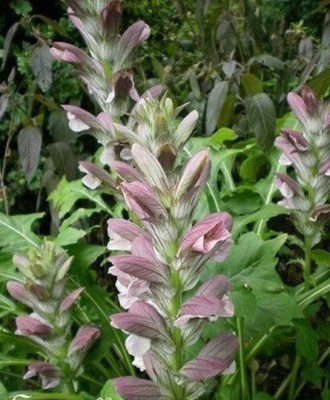 ACANTHE Molle - Acanthus mollis ♫ Graines ♫ Plante Ornementale Vivace ...
