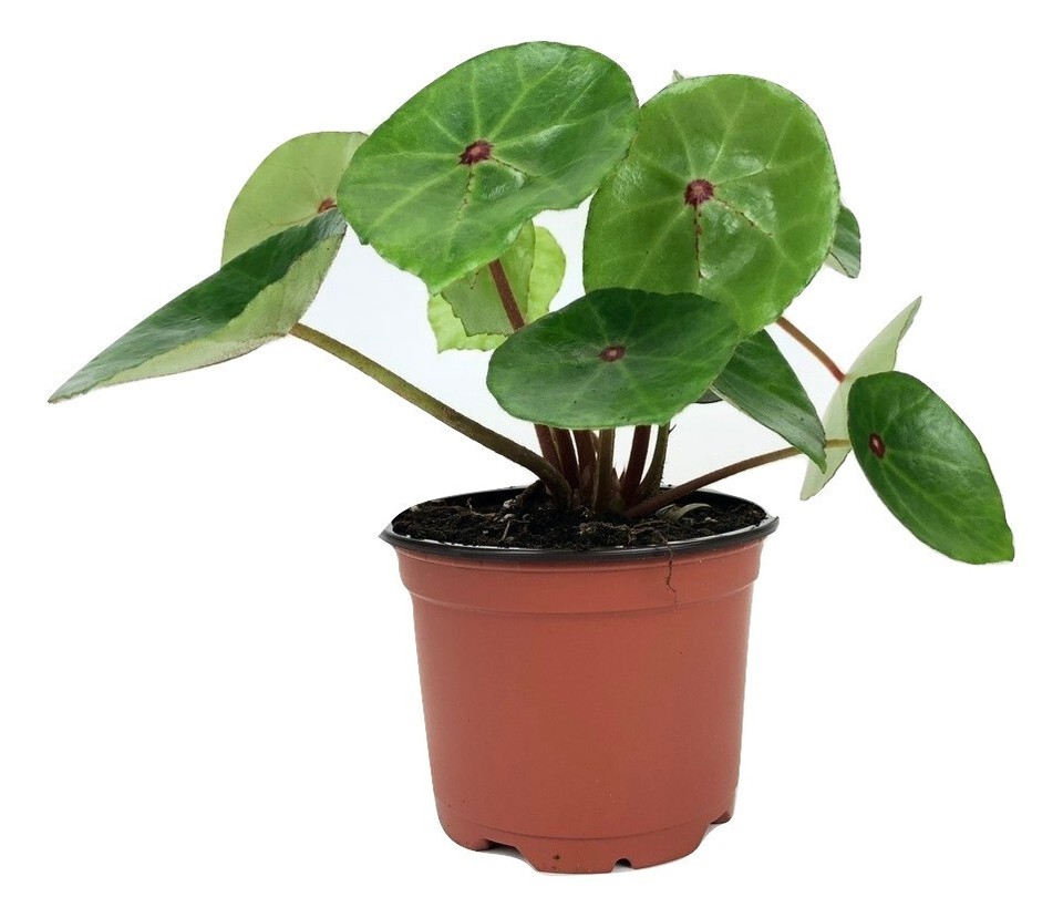 Red Ruby Begonia (4" Pot) (Begonia conchifolia Rubrimacula) | eBay