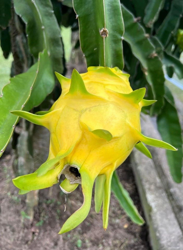 12 Dragon Fruit cuttings 8-14 inches long check The Description | eBay